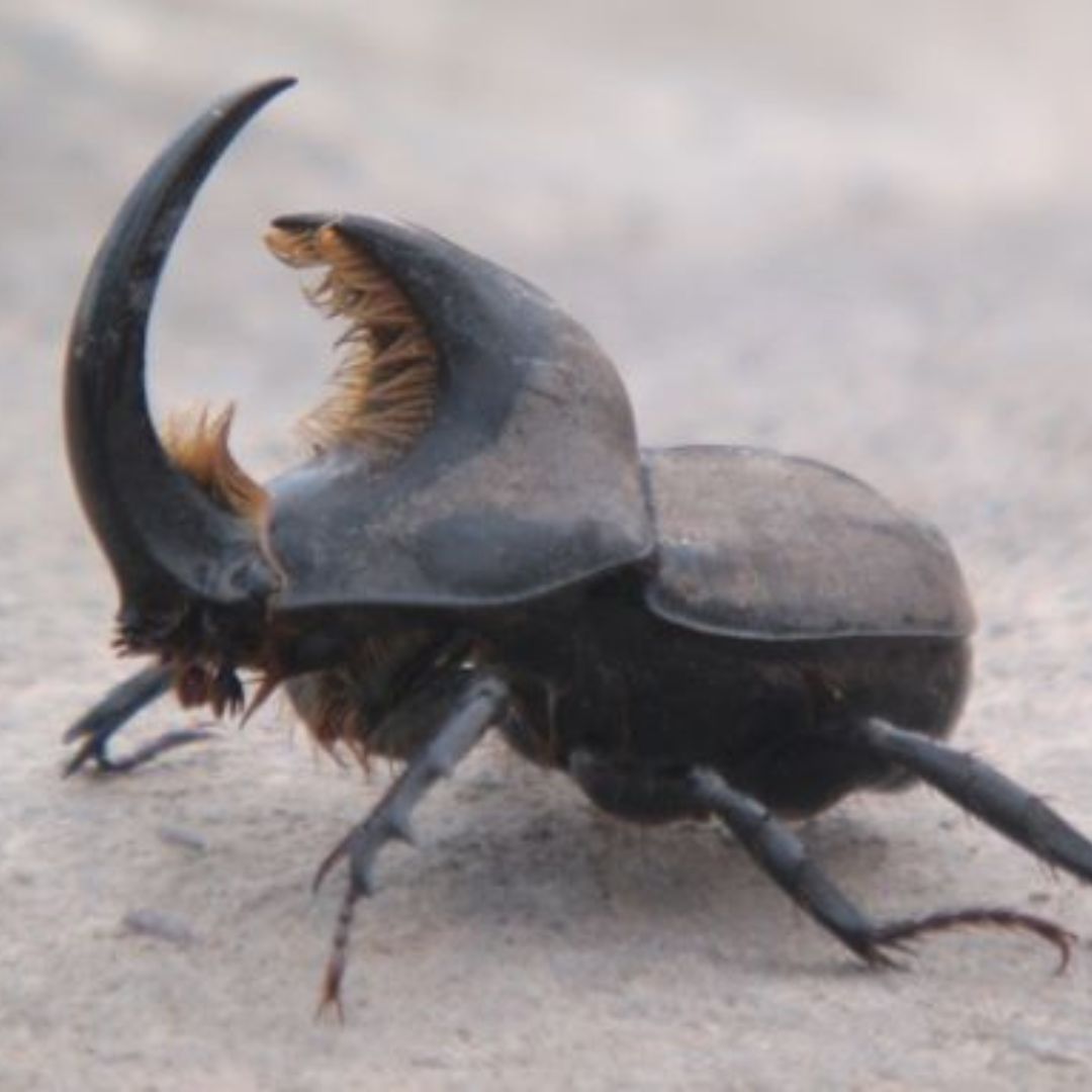 PlantCare - Coró-das-pastagens 🐛